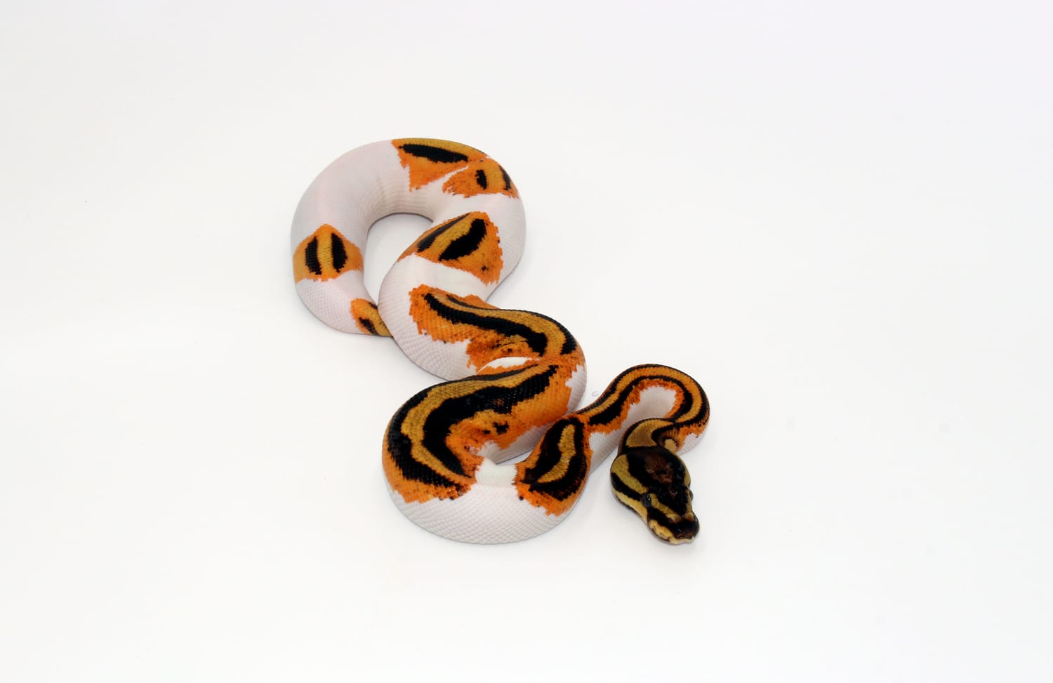 5 อันดับน้องงูน่าเลี้ยงประจำปี 2022 ที่ราคาไม่แพงสามารถจับต้องได้