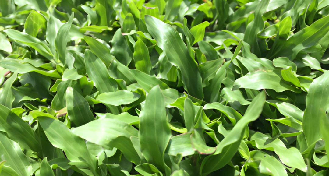 หญ้าปูสนาม แบบไหนดี2566